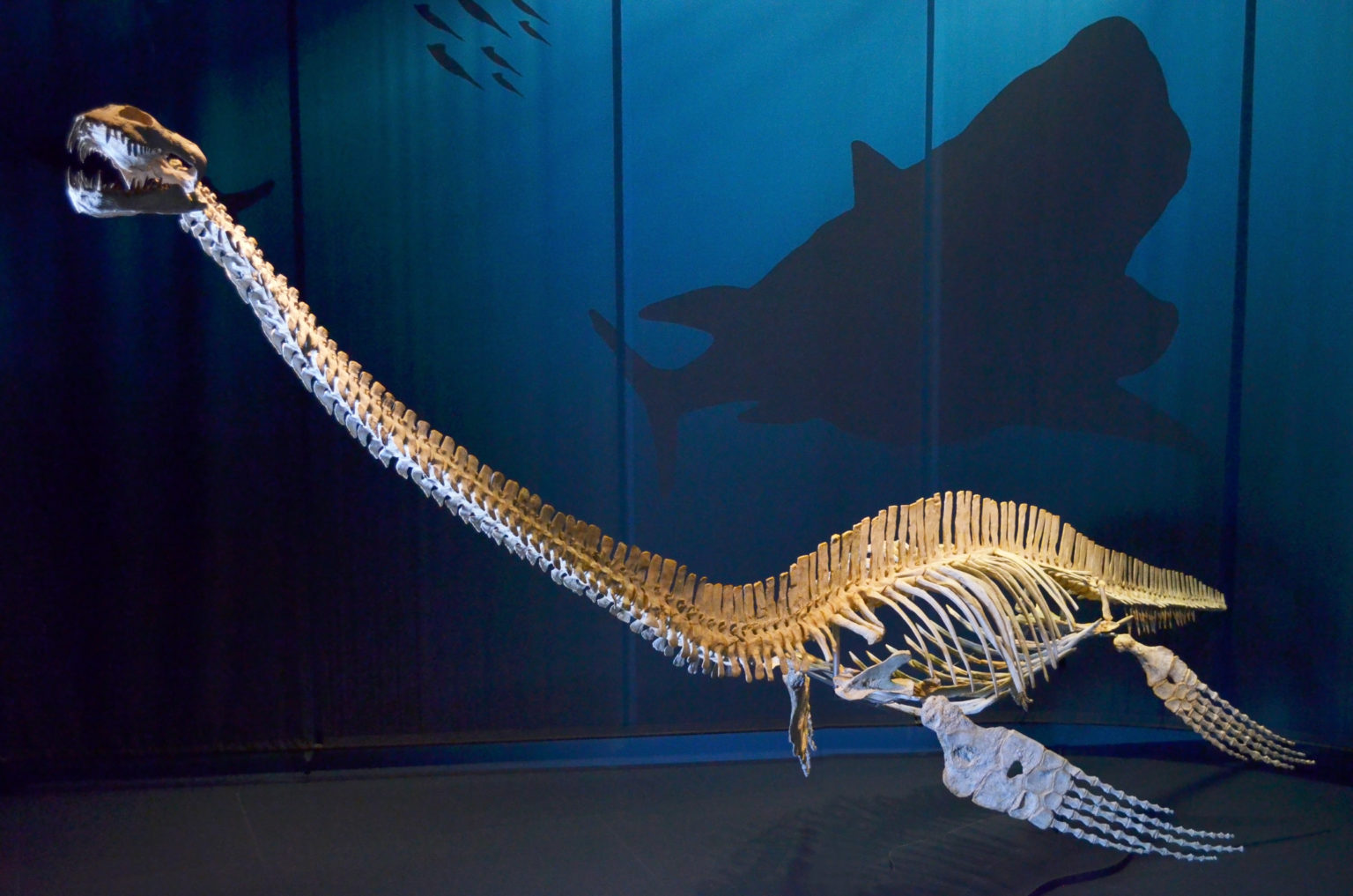 Elasmosaur - Tellus Museum in Cartersville, Georgia