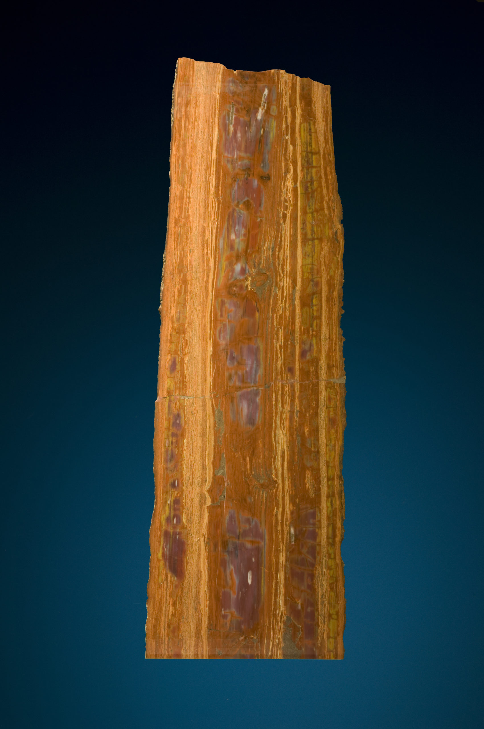 Fossils Category - Tellus Museum in Cartersville, Georgia